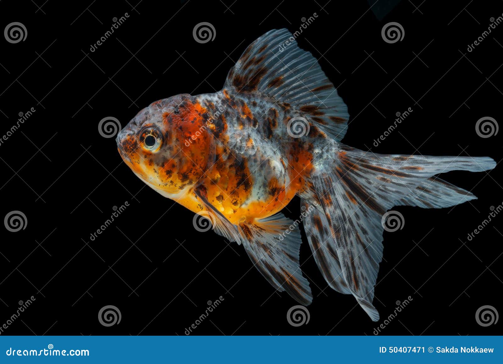 Goldfish image stock. Image du beauté, tropical, meilleur - 50407471