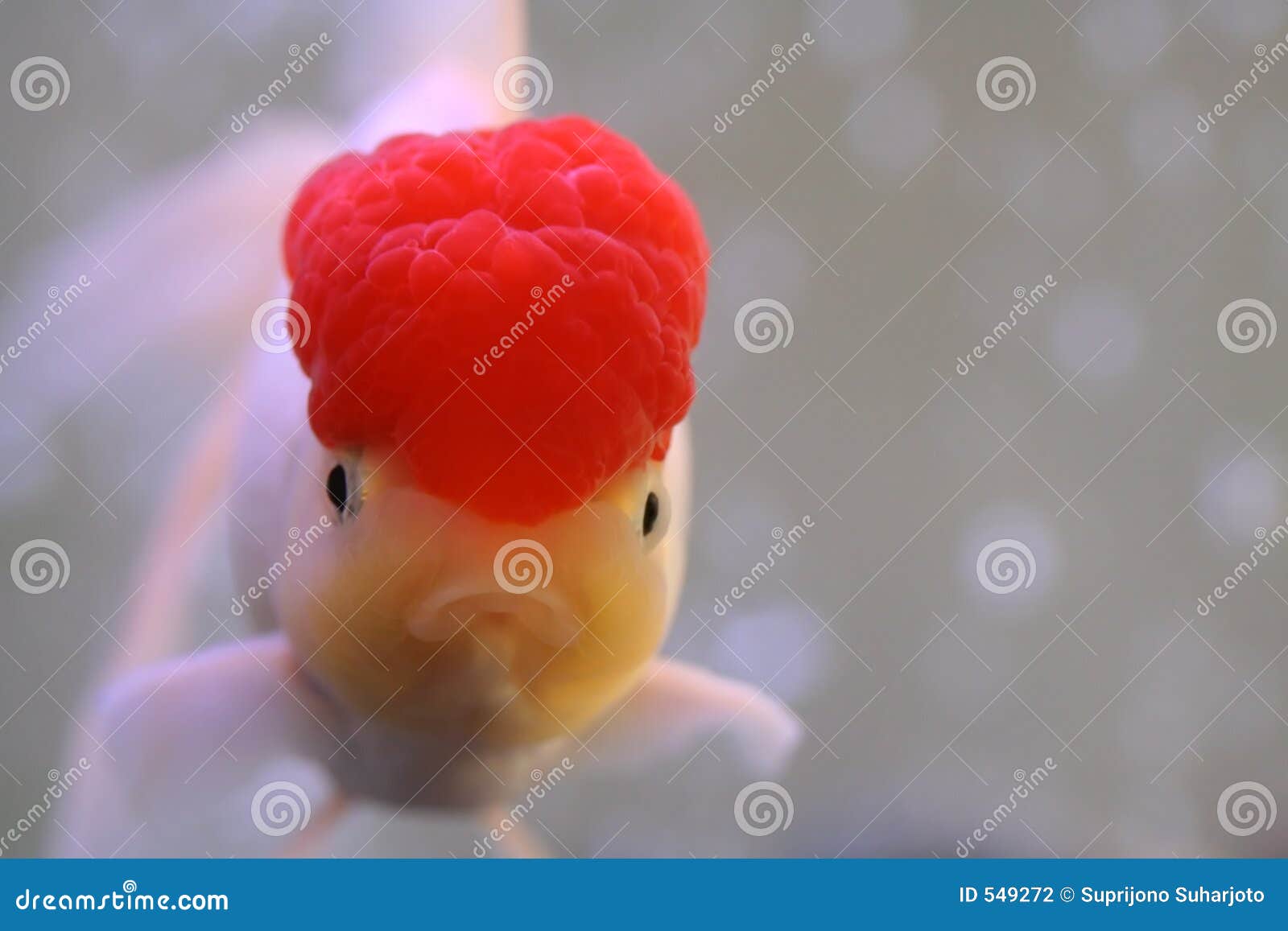 Yellow Cap Goldfish Stock Photos - Free & Royalty-Free Stock Photos ...