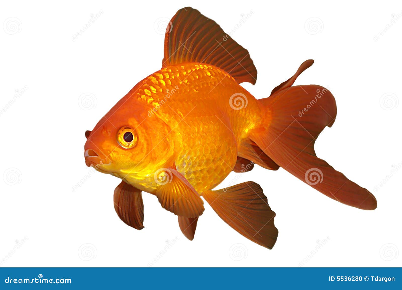 Goldfish Stock Photo | CartoonDealer.com #22837404