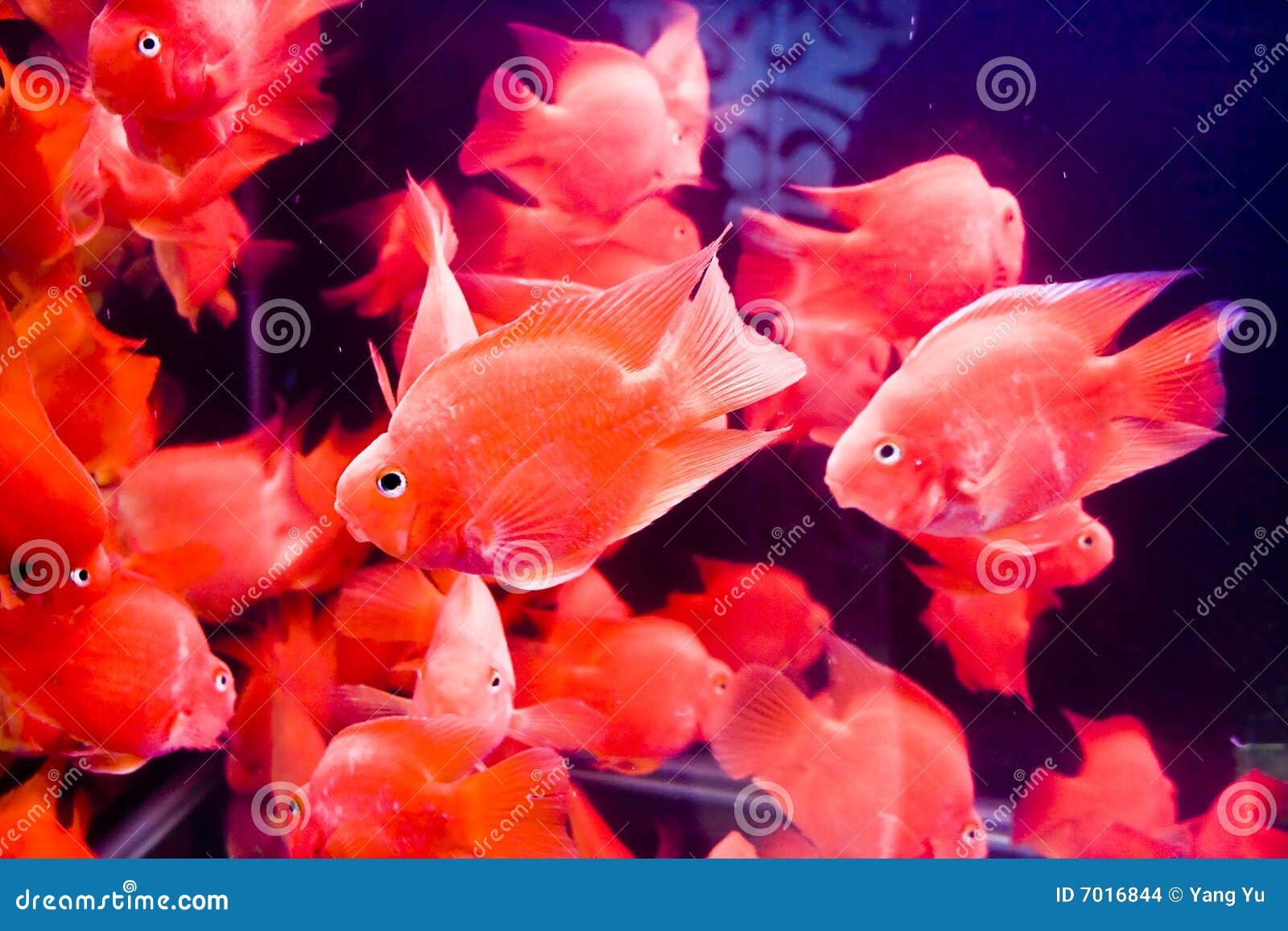 Goldfish stock photo. Image of wildlife, water, bright - 7016844
