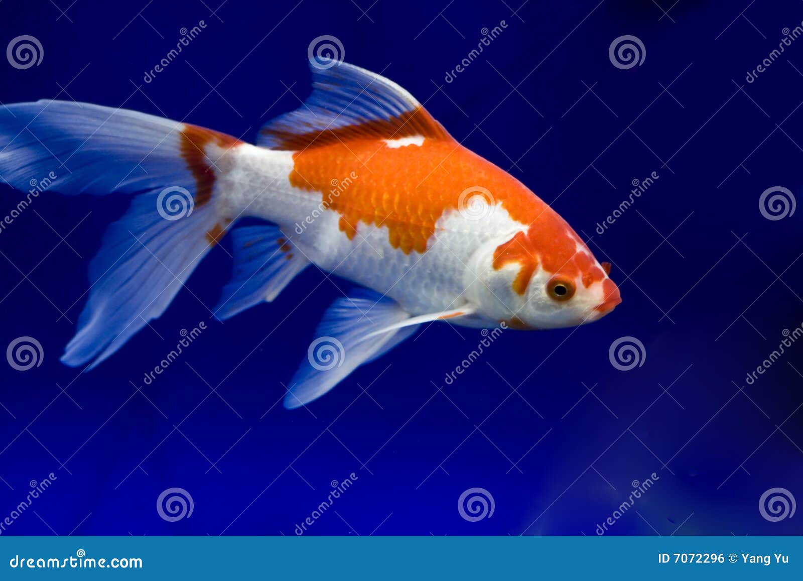 Goldfish stock photo. Image of aquarium, wildlife, active - 7072296