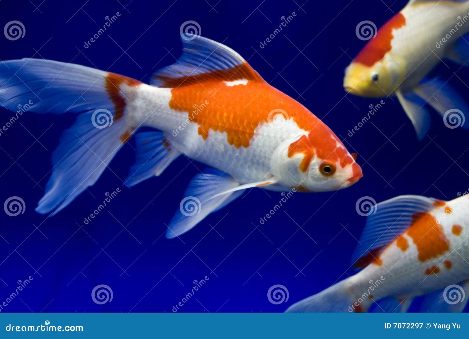 Goldfish stock image. Image of wildlife, color, colorful - 7072297