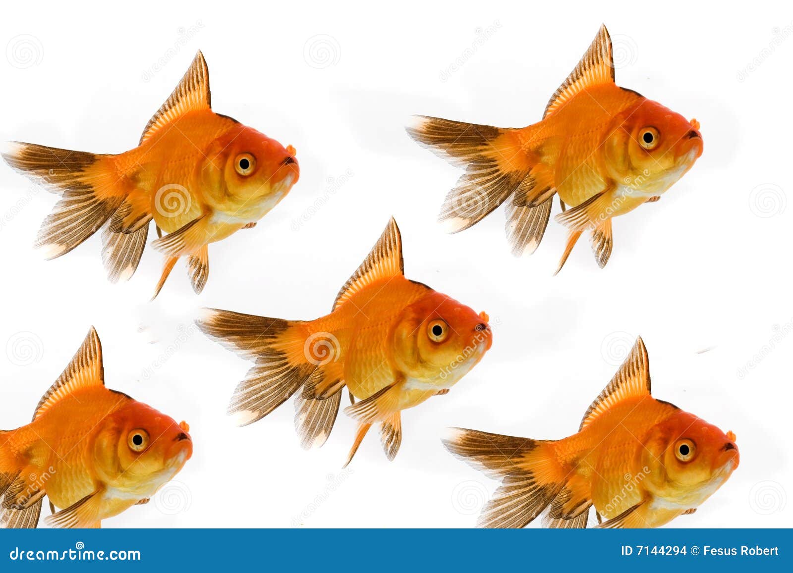 Goldfish stock photo. Image of animal, fishbowl, isolated - 7144294