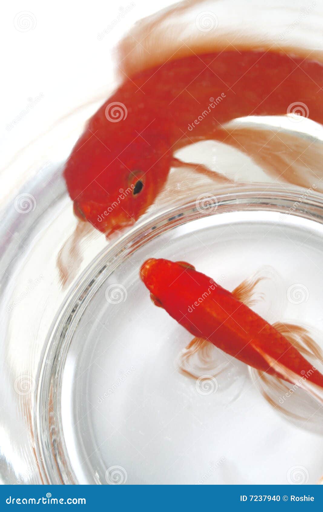 Goldfish stock photo. Image of reflection, abstract, fish - 7237940