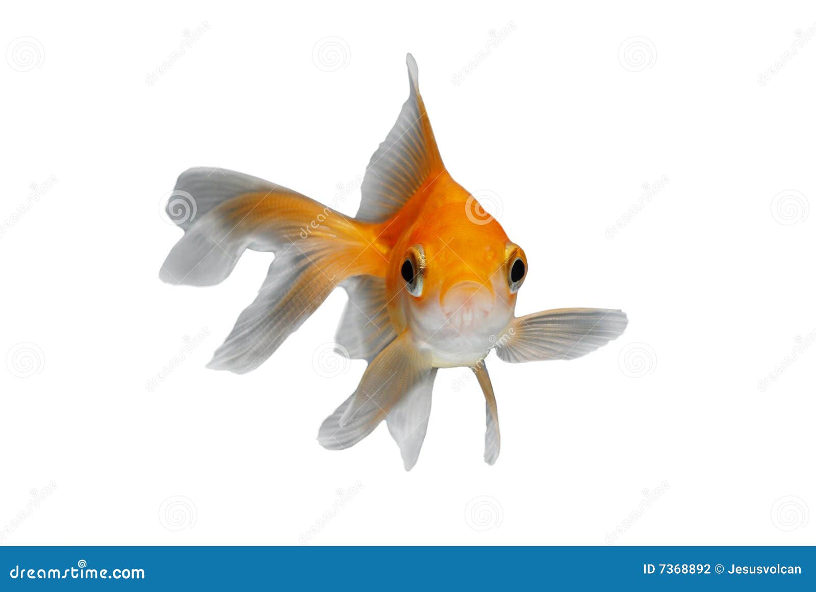 Goldfish stock photo. Image of aquaculture, flake, tail - 7368892