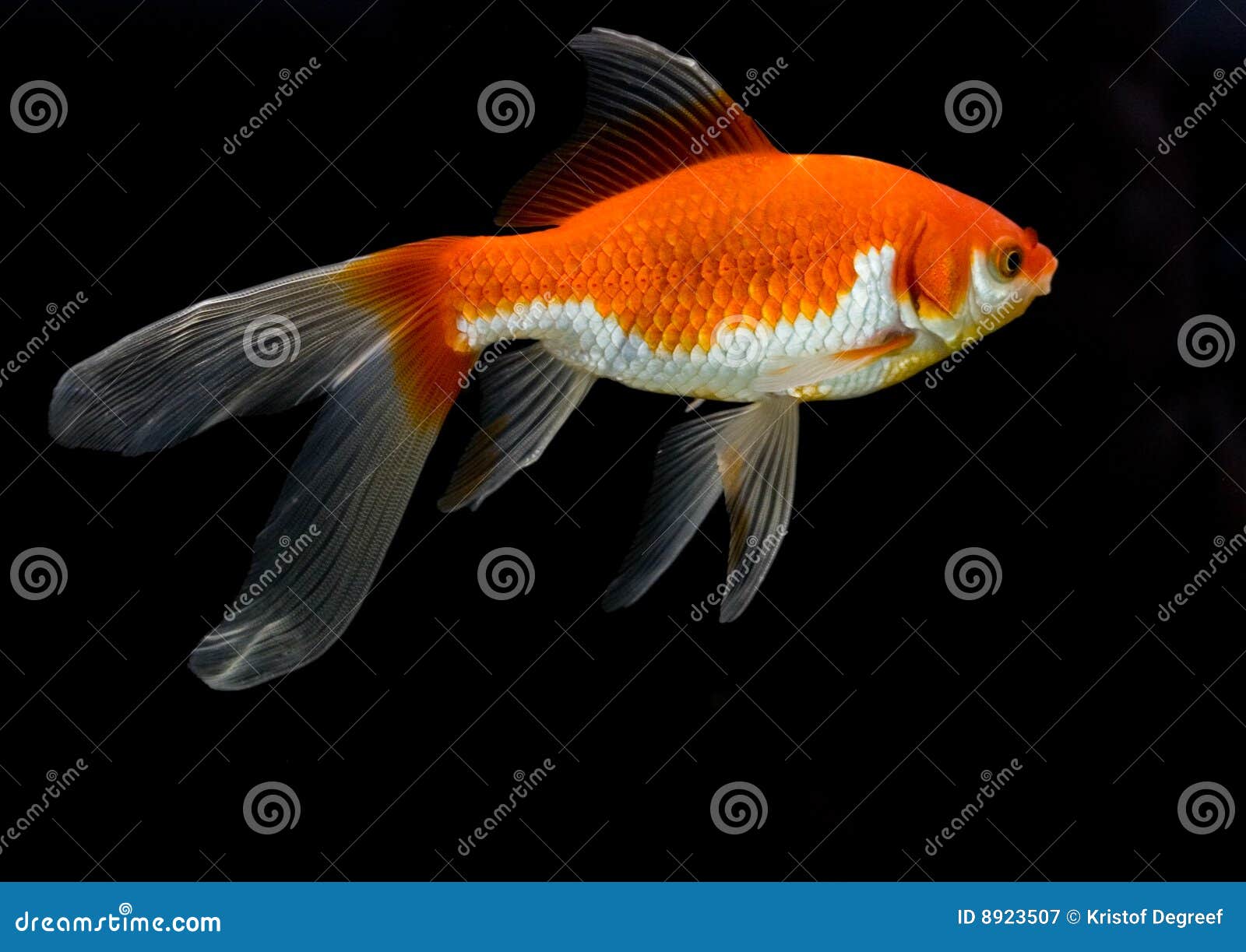 Goldfish stock image. Image of fish, gold, animal, swim - 8923507