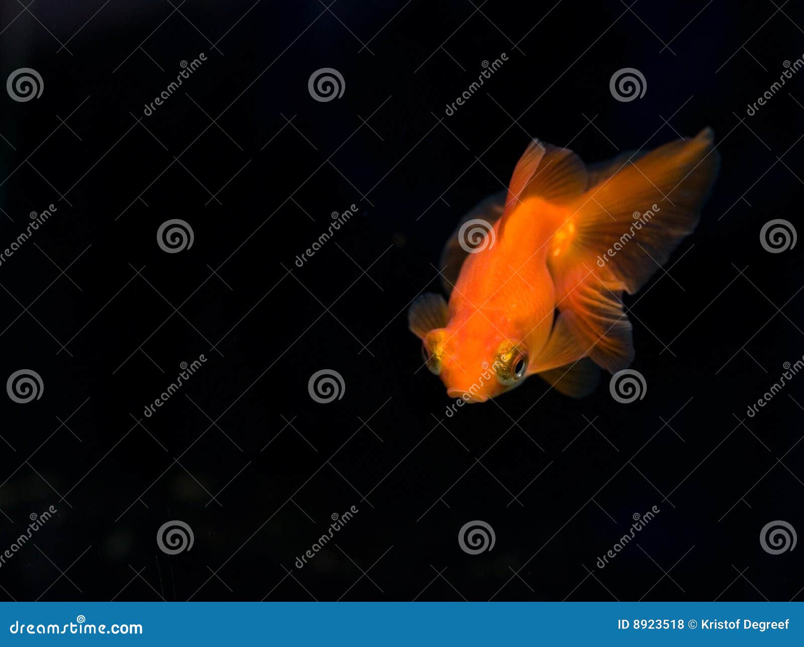 Goldfish stock photo. Image of aquarium, colour, bulging - 8923518