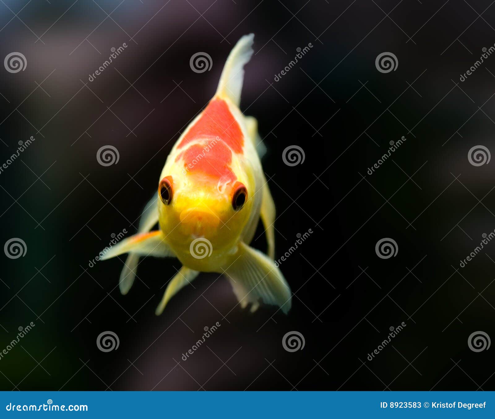 Goldfish stock image. Image of goldfish, movement, bowl - 8923583