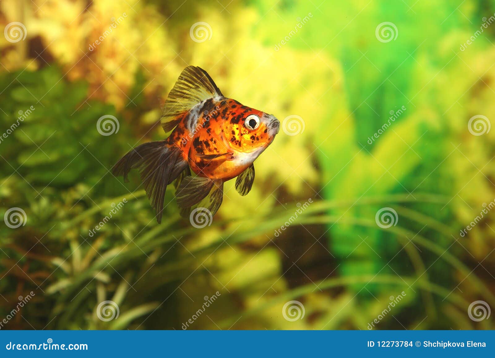 Goldfish in aquarium stock photo. Image of aquarium, swimming - 12273784