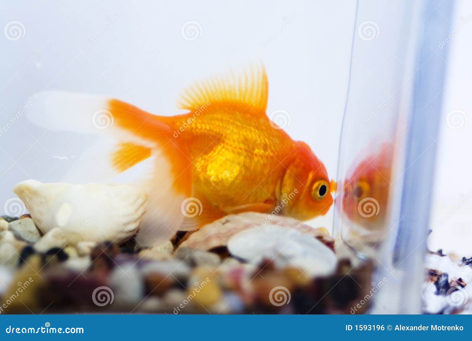 Goldfish in aquarium stock photo. Image of reflection - 1593196