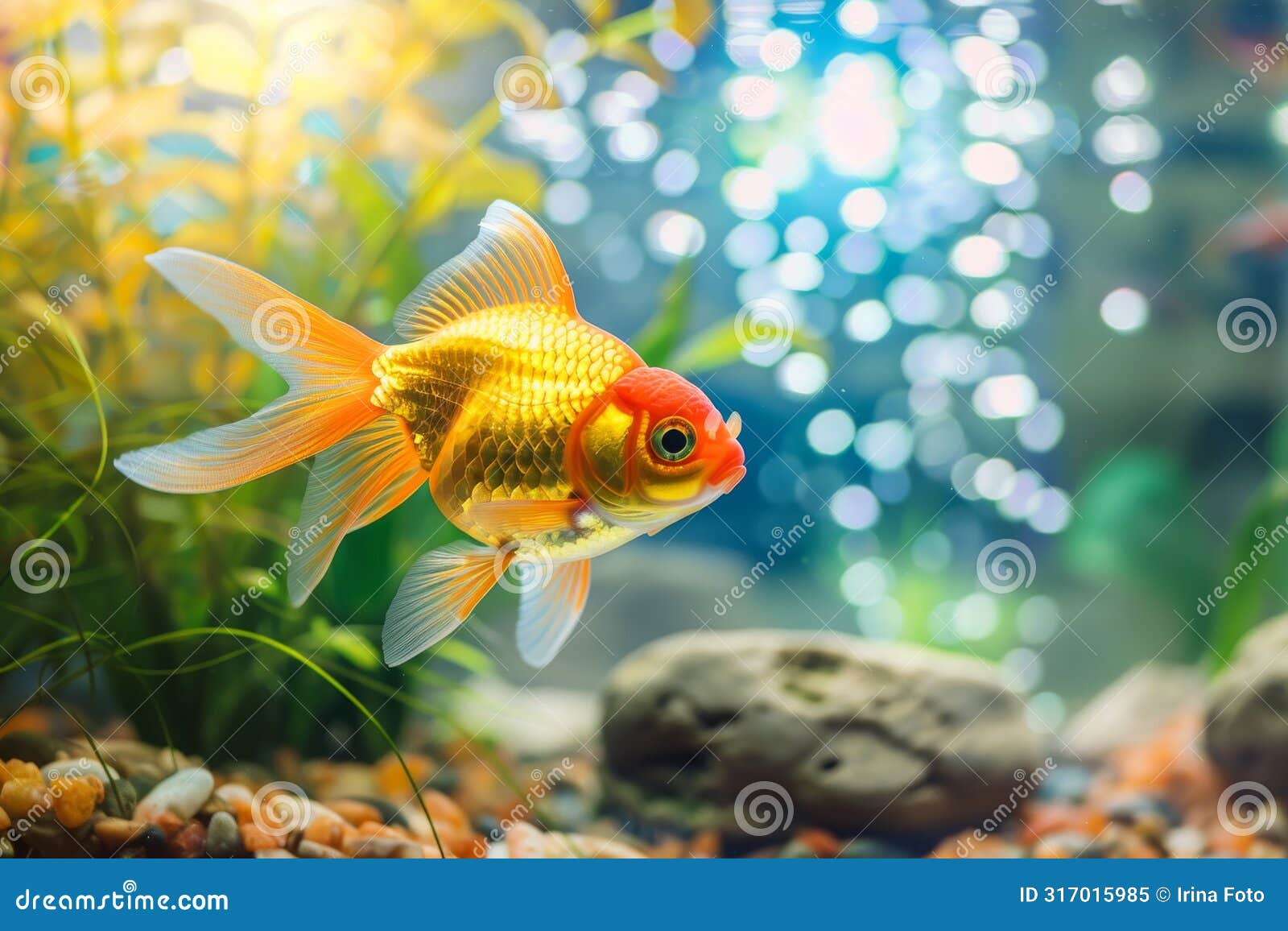 Goldfish in Aquarium with Aquatic Plants Background Stock Image - Image ...