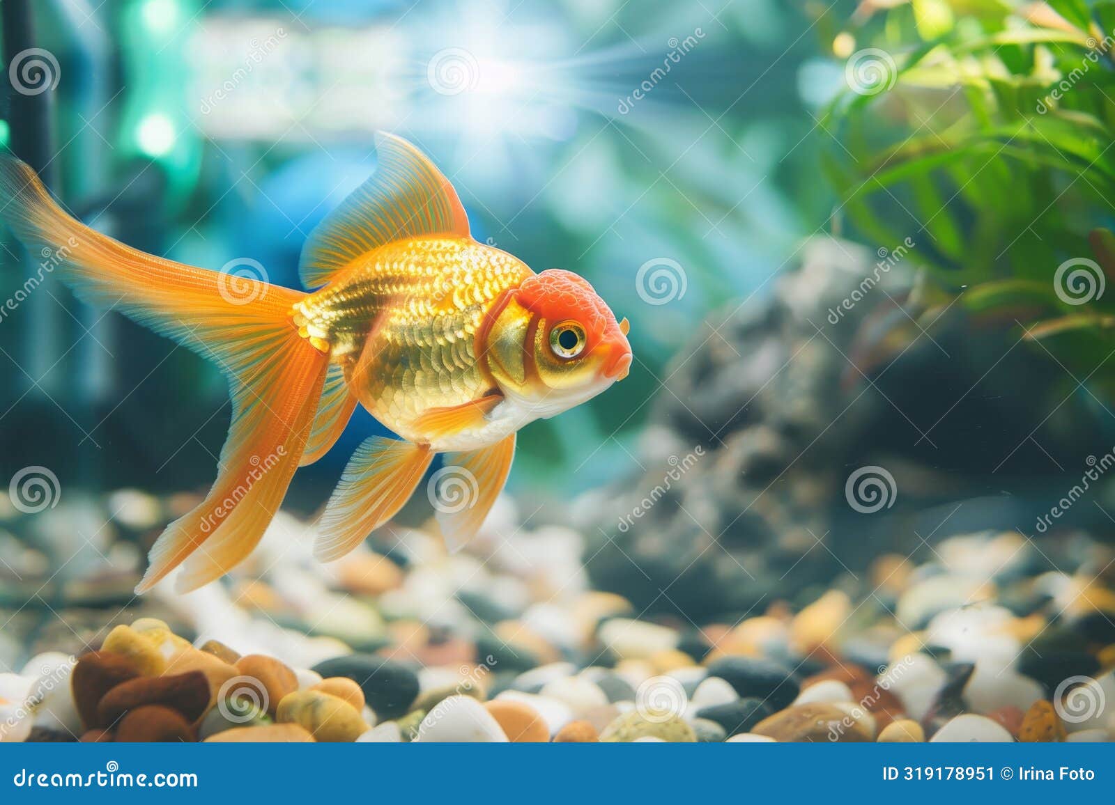 Goldfish in Aquarium with Aquatic Plants Background Stock Image - Image ...