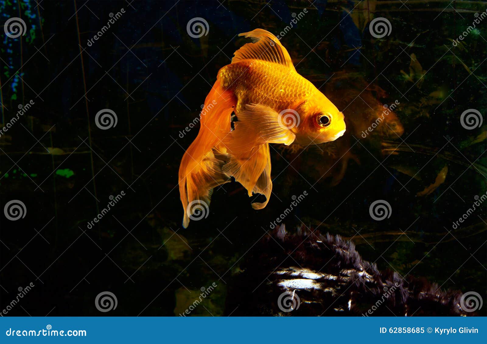 Goldfish in aquarium stock image. Image of decoration - 62858685