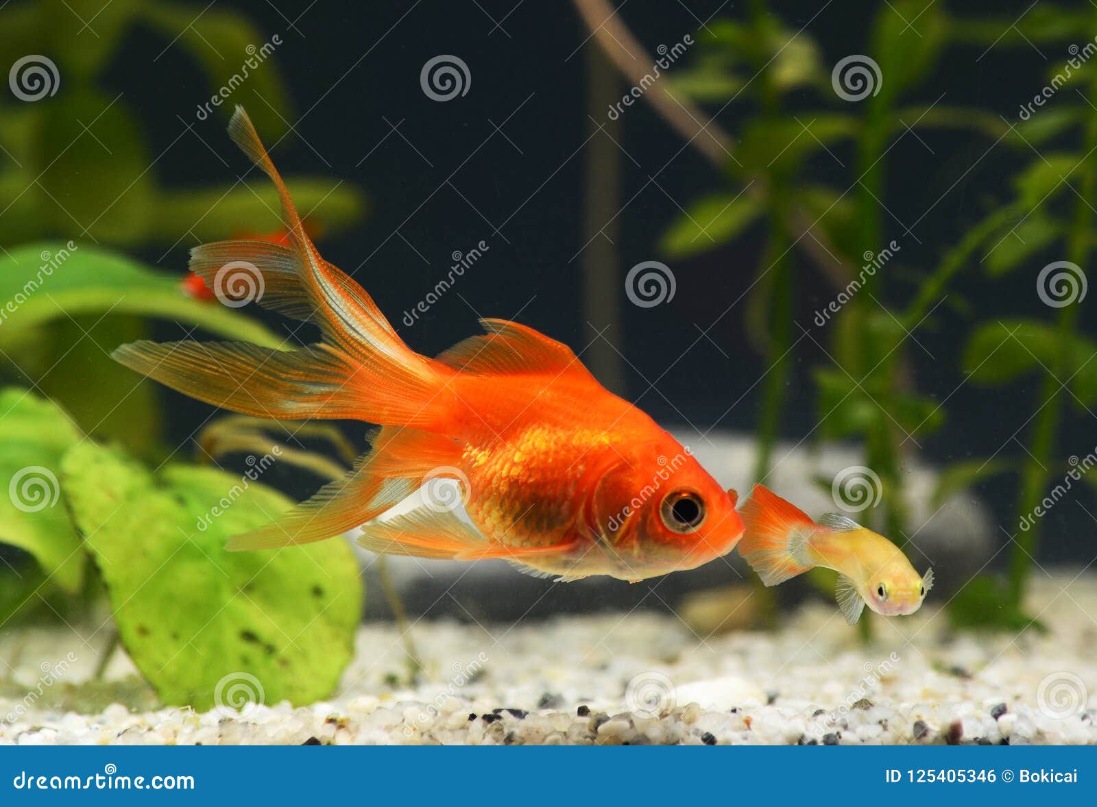 Goldfish in aquarium stock photo. Image of gold, fish - 125405346