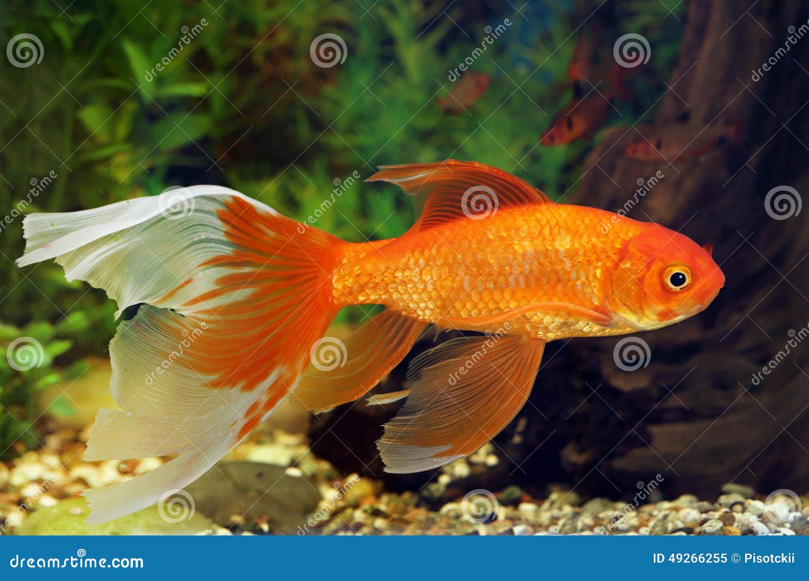 Goldfish in an aquarium stock image. Image of nature - 49266255