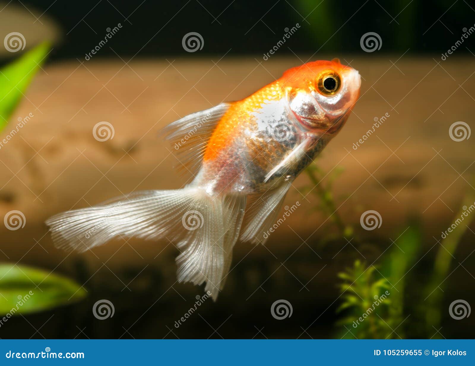 Goldfish in aquarium stock image. Image of shiny, color - 105259655