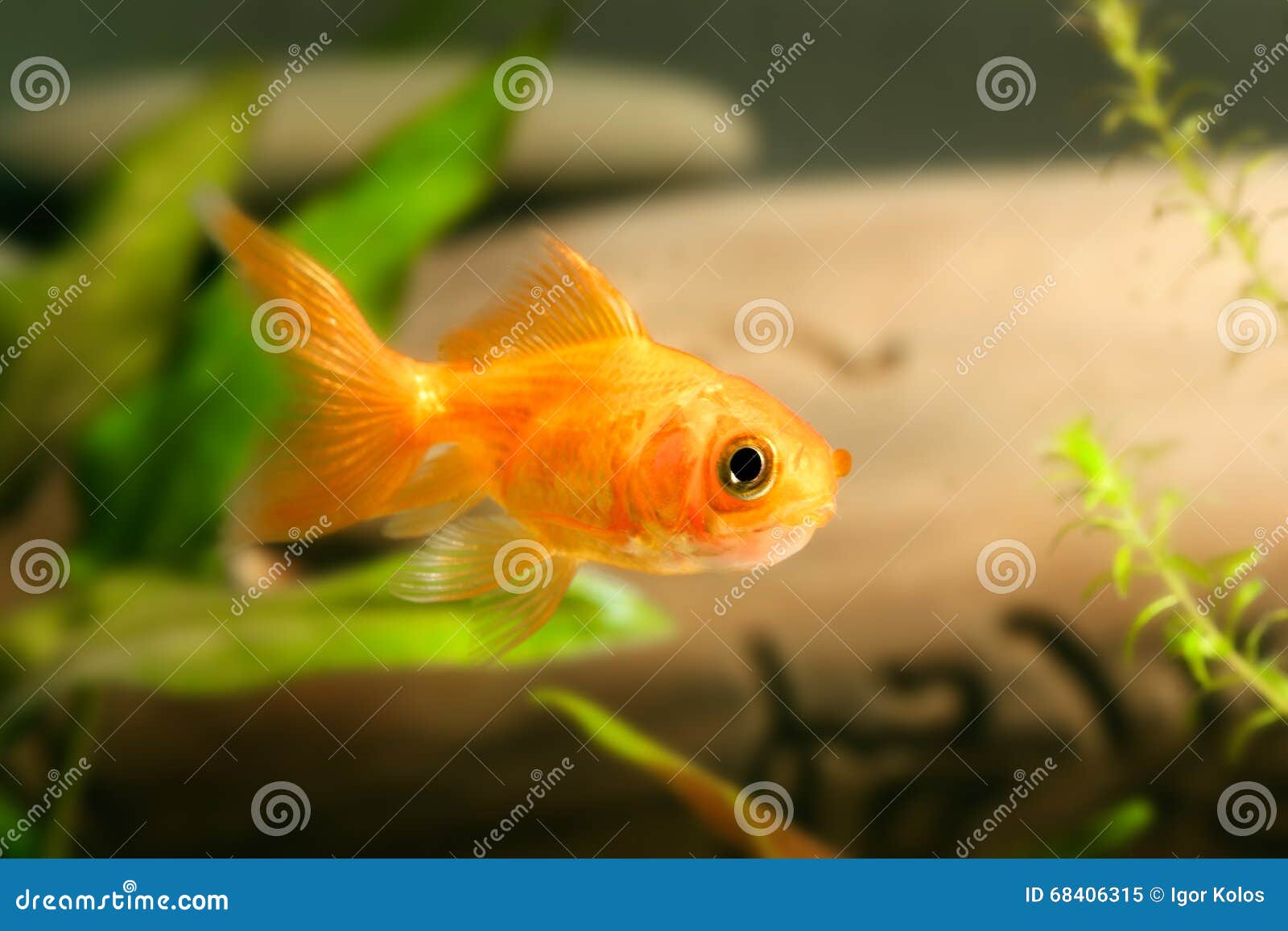 Goldfish in aquarium stock image. Image of pterophyllum - 68406315