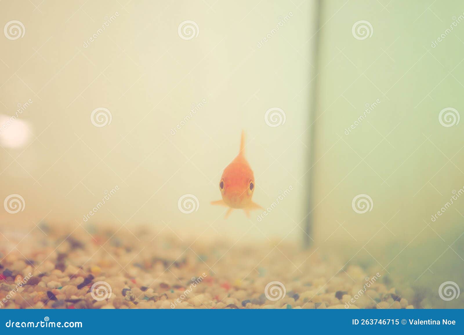 Goldfish stock image. Image of camera, water, aquarium - 263746715