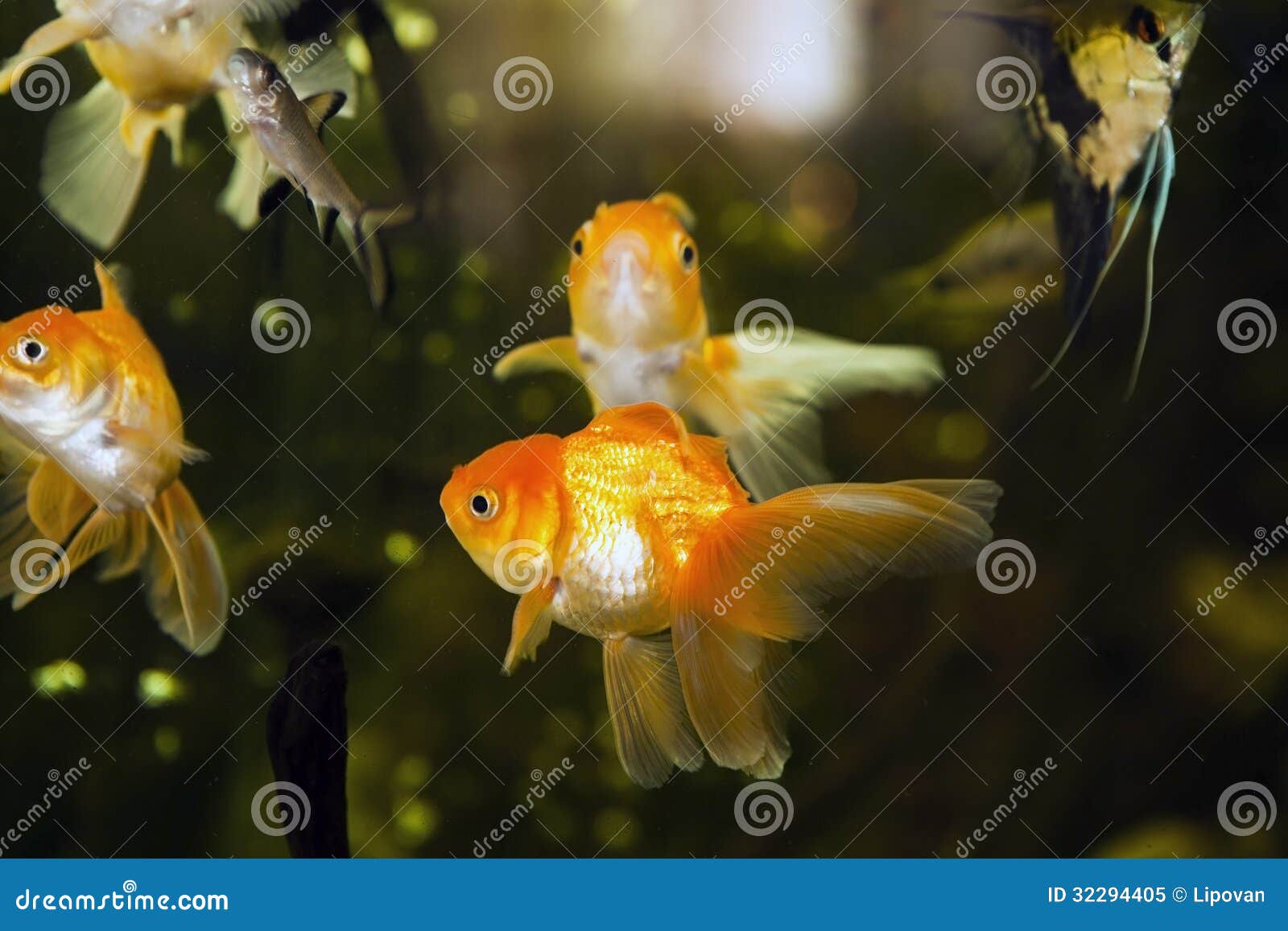 Goldfish in an aquarium stock image. Image of water, goldfish - 32294405