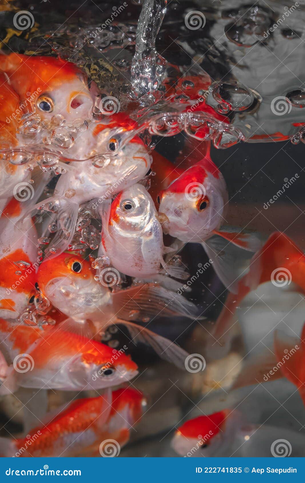Goldfish Beautiful and Lucky Stock Image - Image of fish, aquarium ...