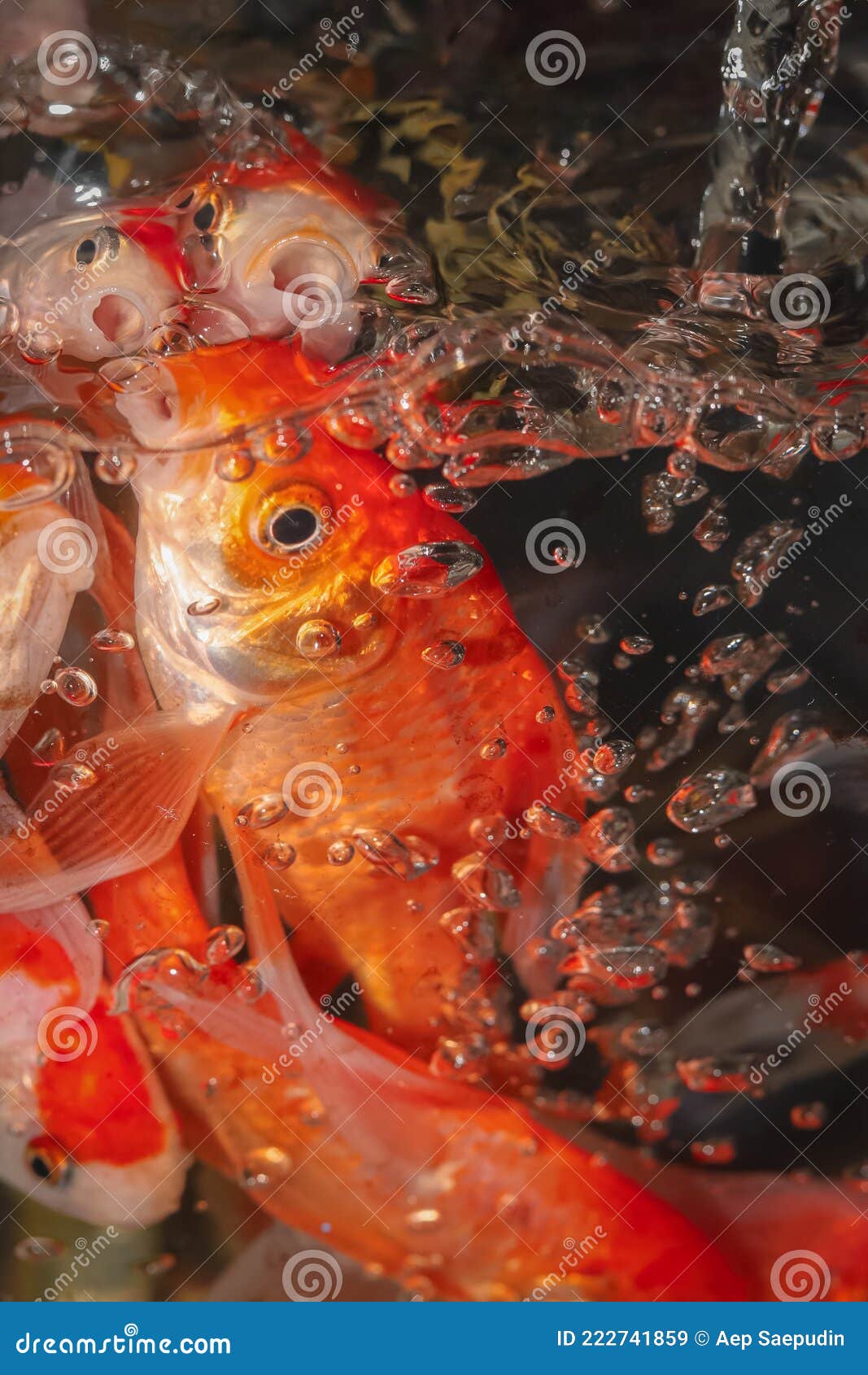 Goldfish Beautiful and Lucky Stock Image - Image of meat, organism ...