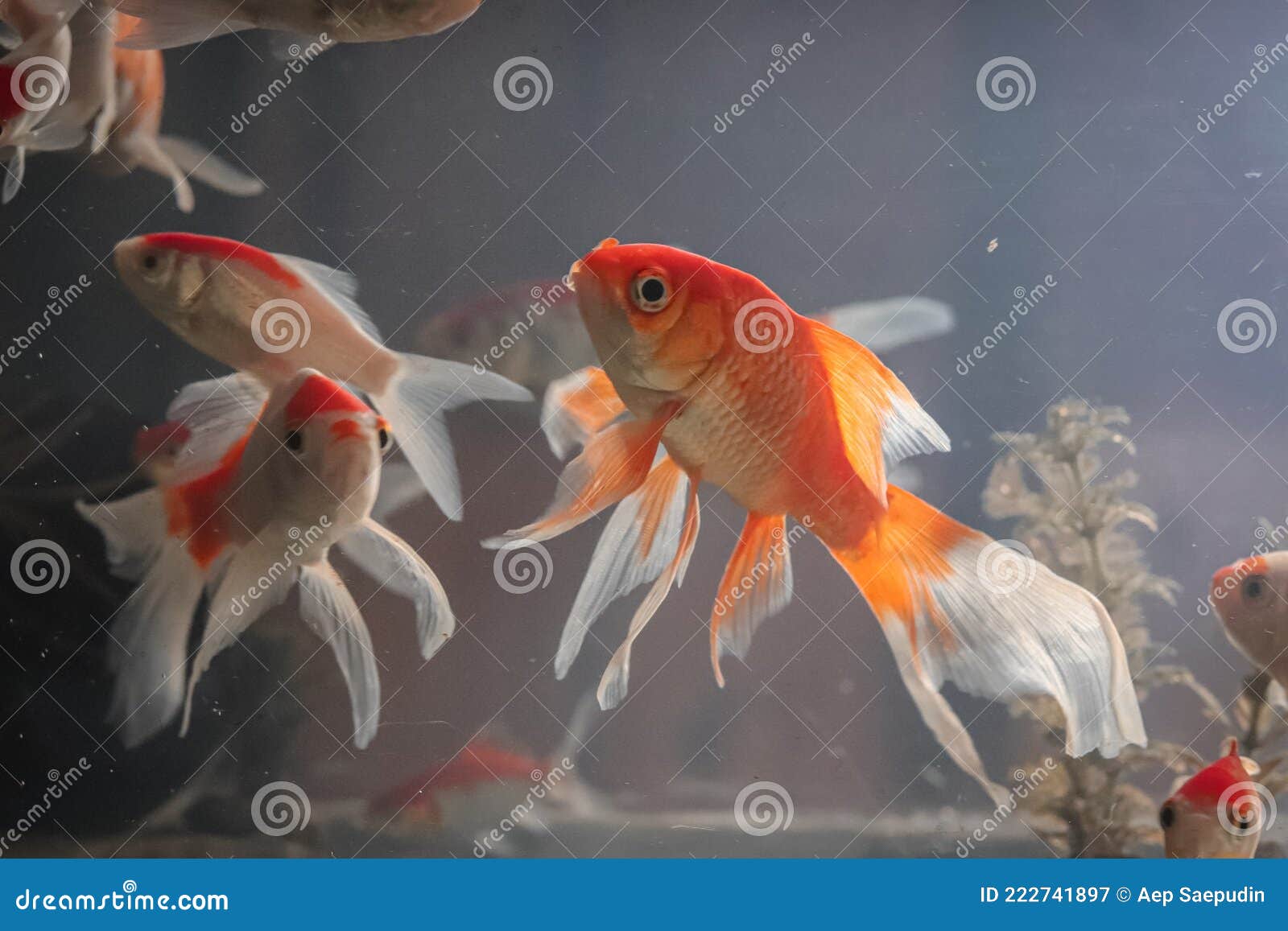 Goldfish Beautiful and Lucky Stock Image - Image of dish, lucky: 222741897