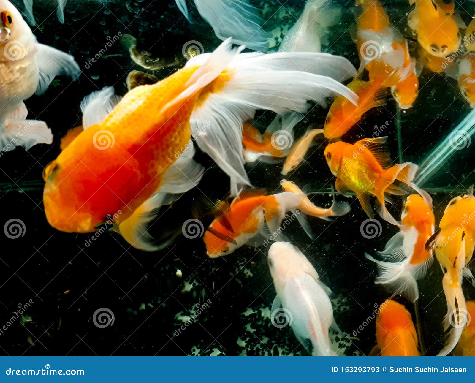 Goldfish stock image. Image of beautifulfish, aquariumfish - 153293793