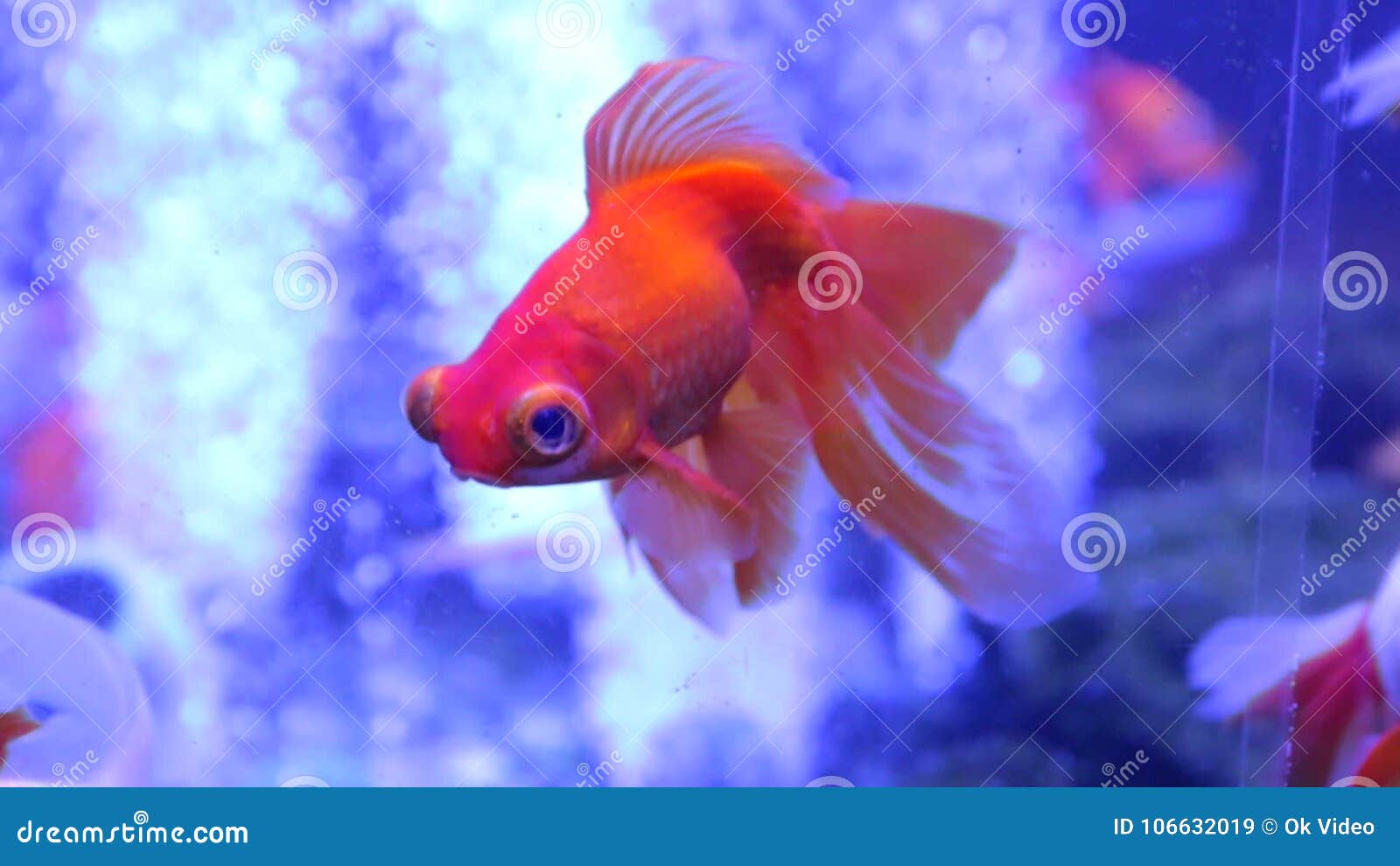 Goldfish big eyes exotic stock video. Video of closeup - 106632019