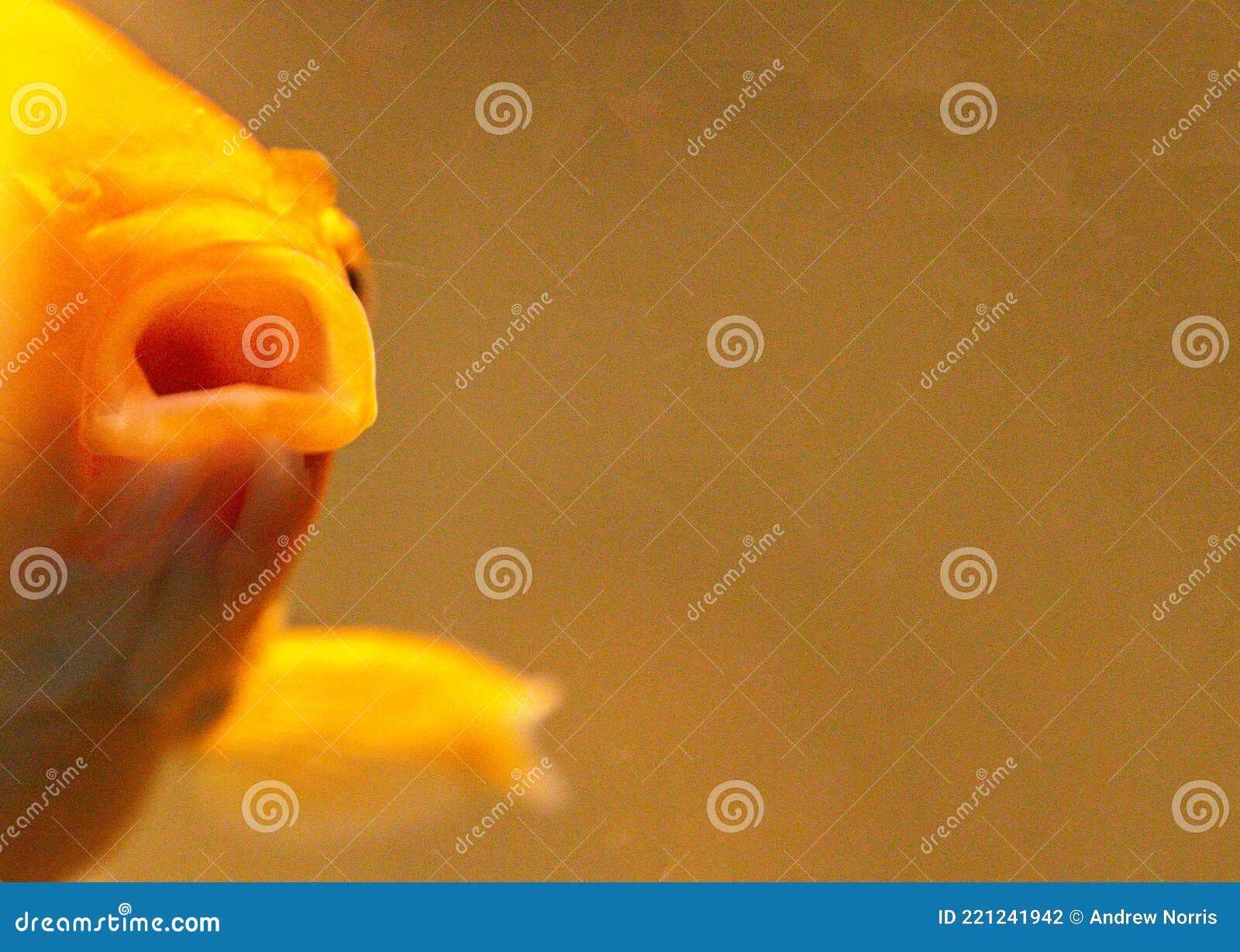 Goldfish Big Gulp stock photo. Image of animal, edit - 221241942
