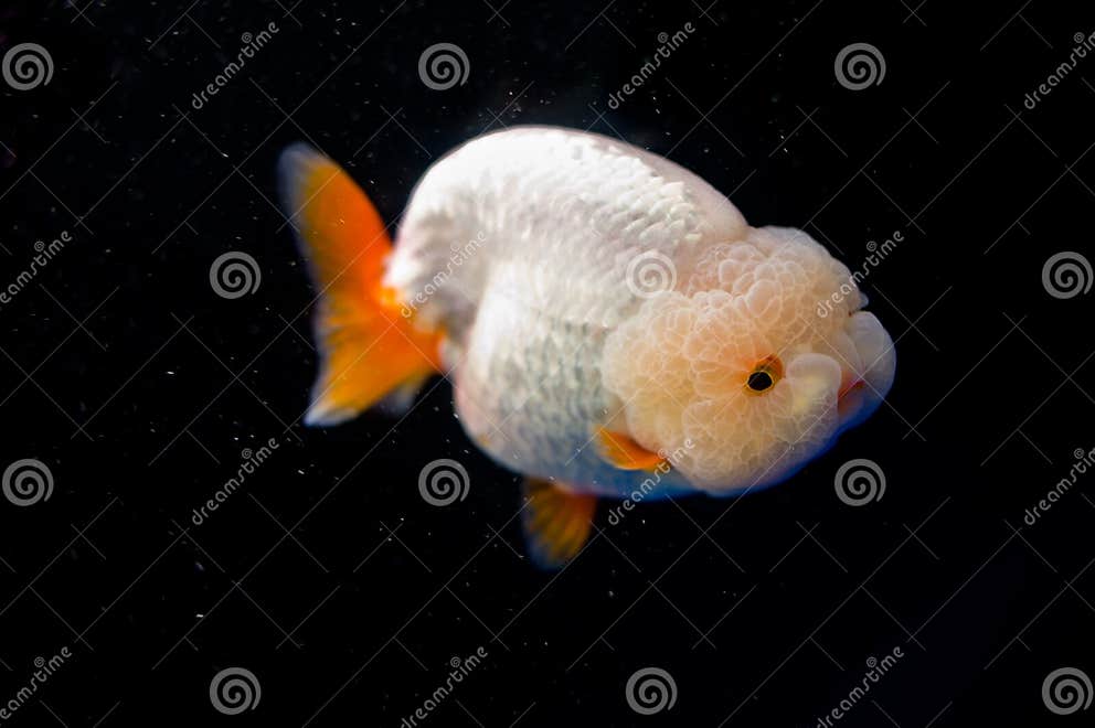 A goldfish stock image. Image of bighead, aquarium, heding - 35322409