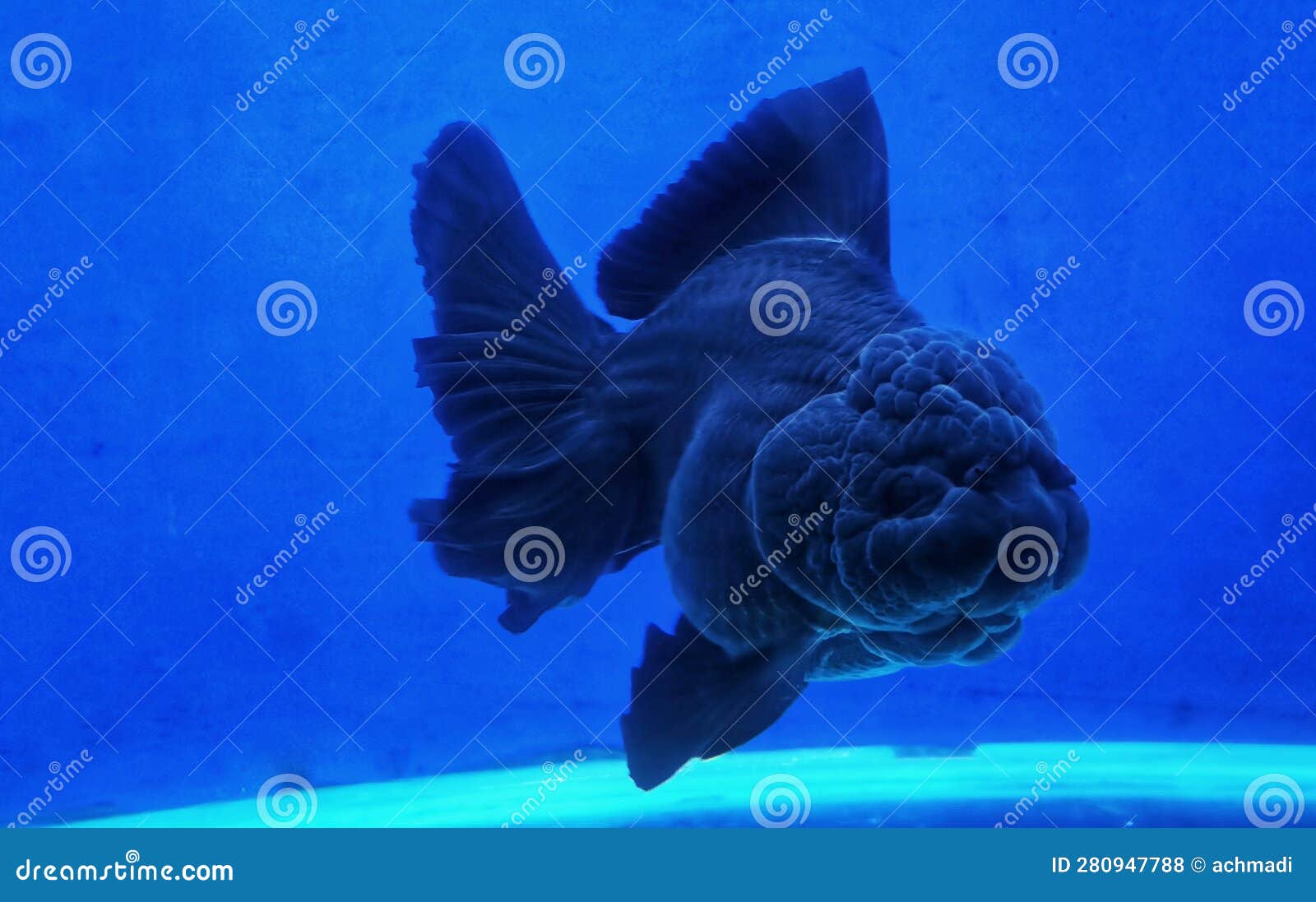 Goldfish is Black with a Nice Body Structure Stock Photo - Image of ...