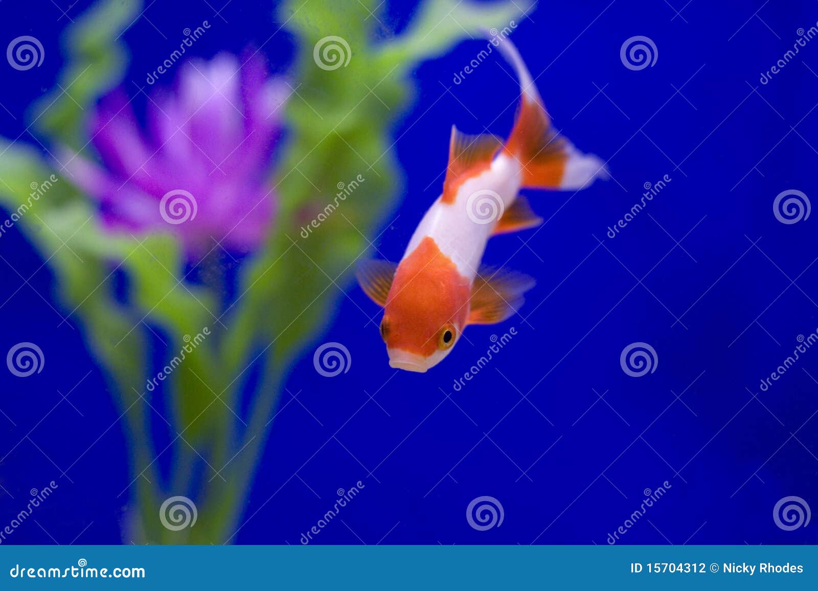 Goldfish Blue Background Stock Image | CartoonDealer.com #90190471