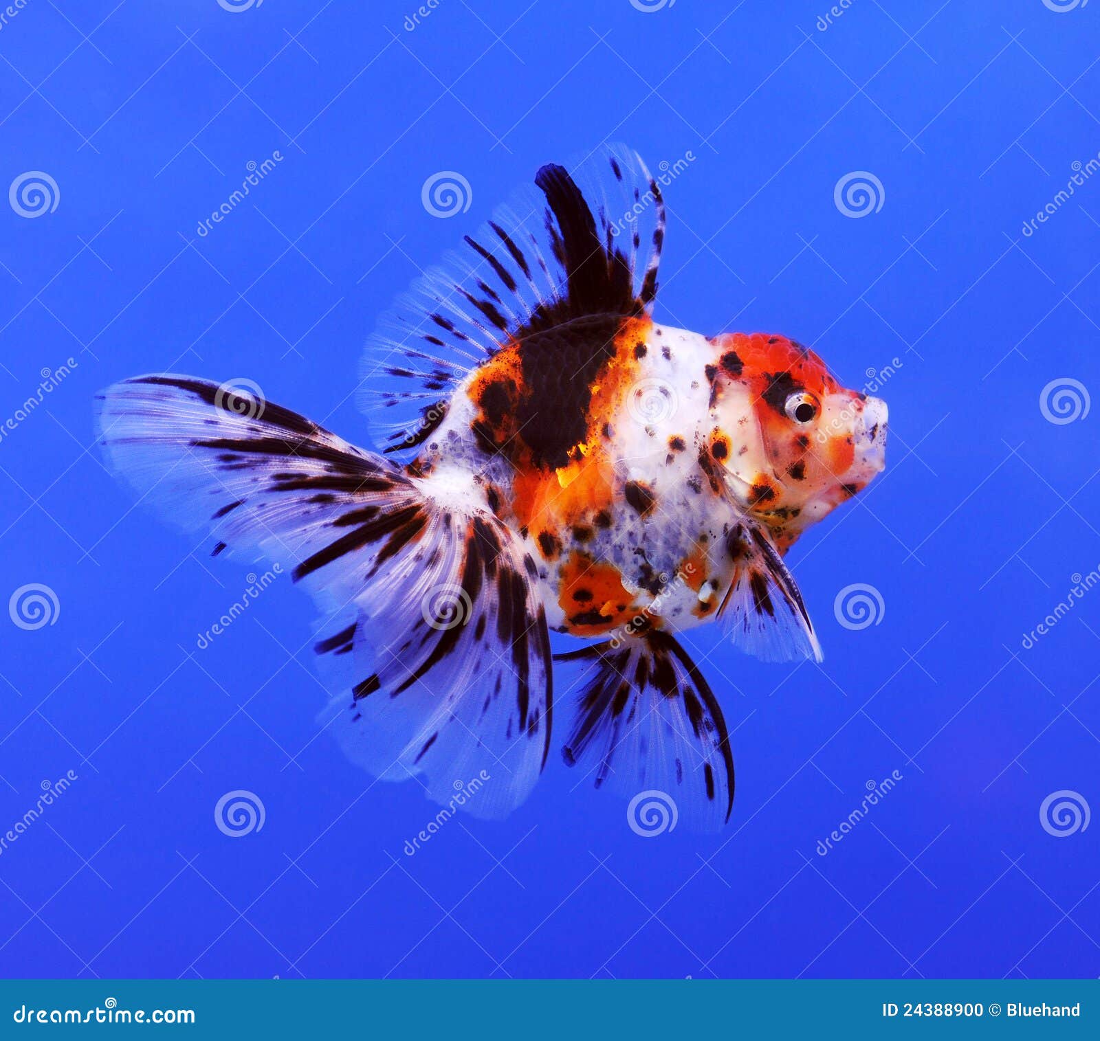 Goldfish on Blue Background Stock Photo - Image of animal, asian: 24388900