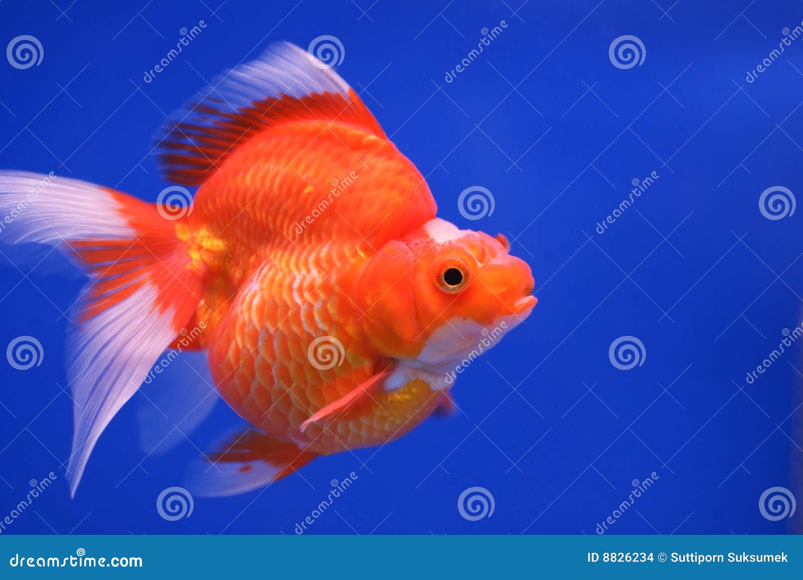 Goldfish on Blue Background Stock Photo - Image of background, stones ...