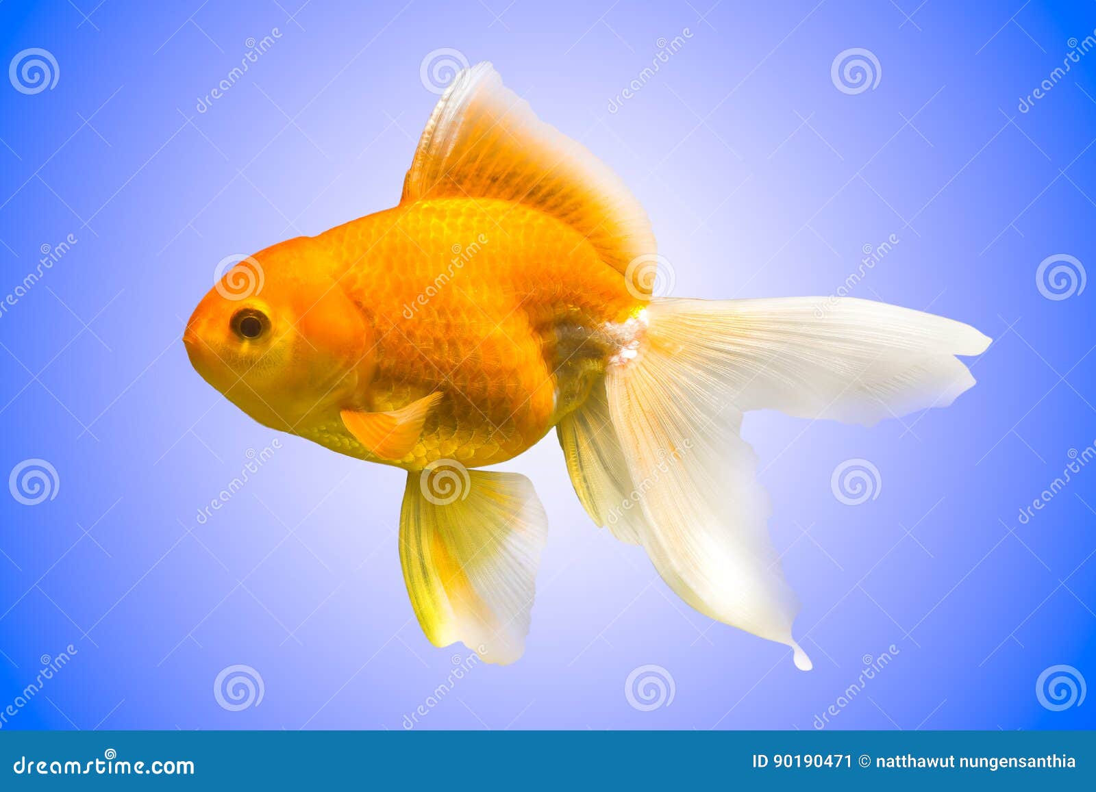 Goldfish blue background stock image. Image of underwater - 90190471