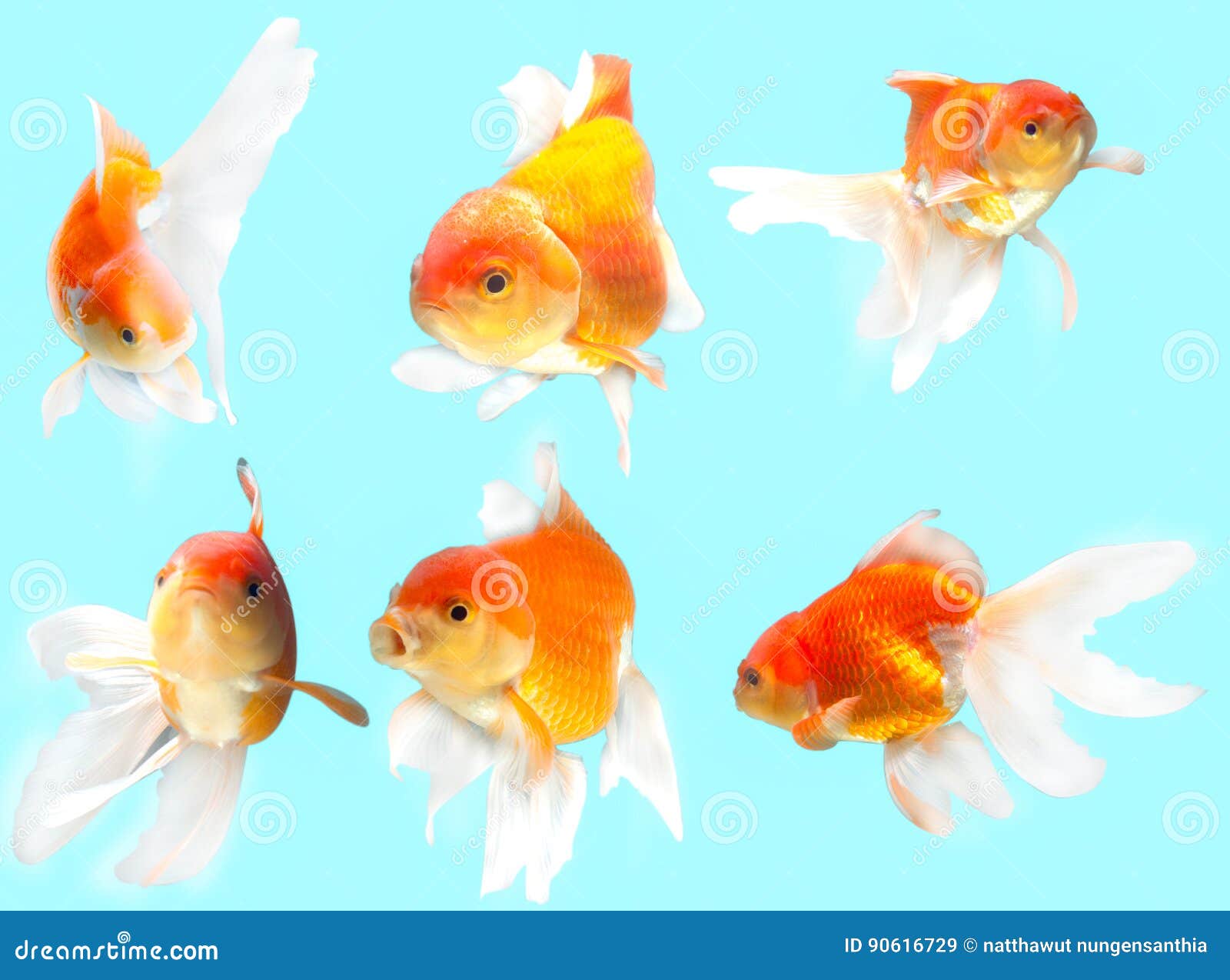 Goldfish blue background stock image. Image of gold, underwater - 90616729
