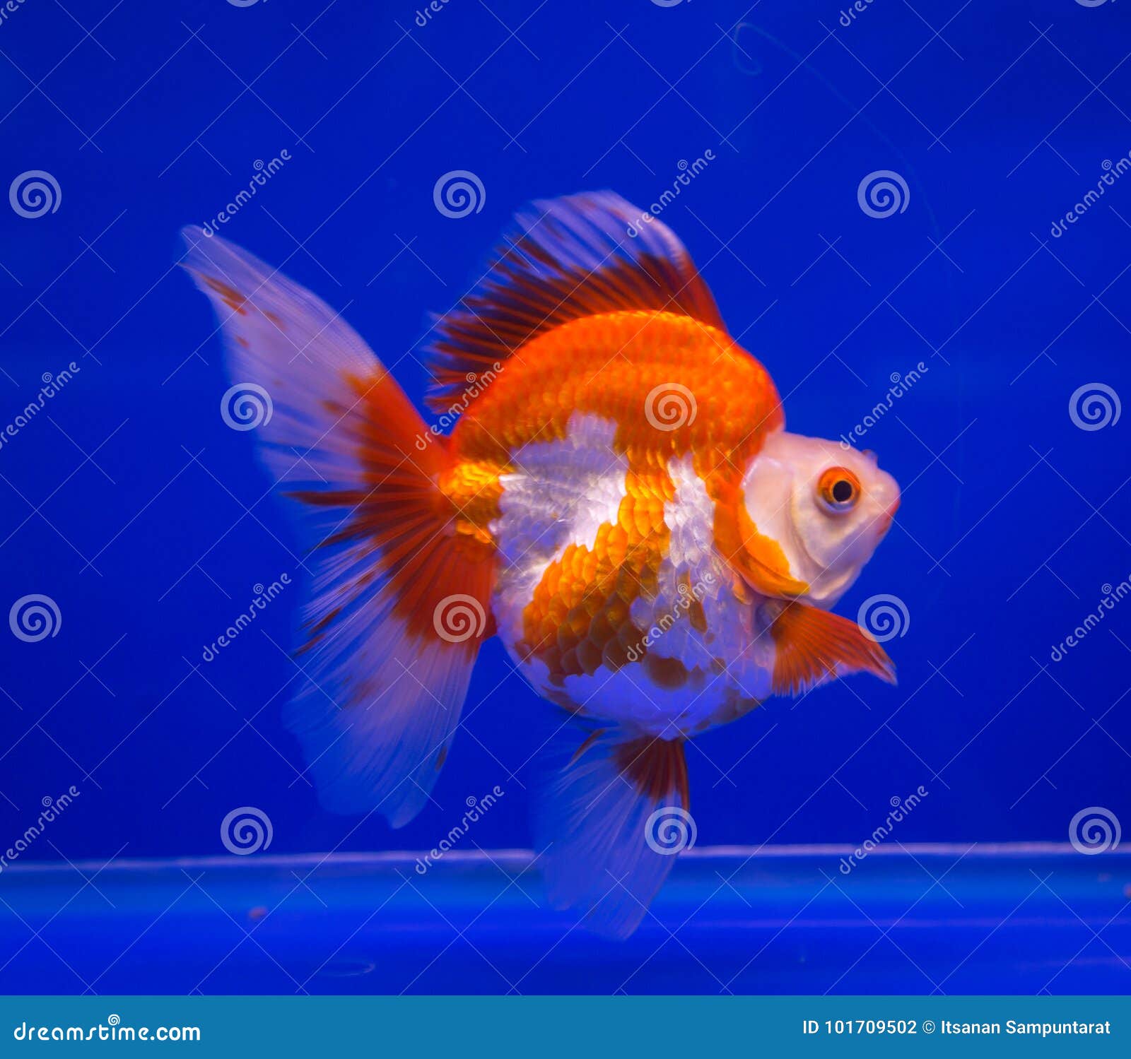 Goldfish in a Blue Background Stock Photo - Image of background, marine ...