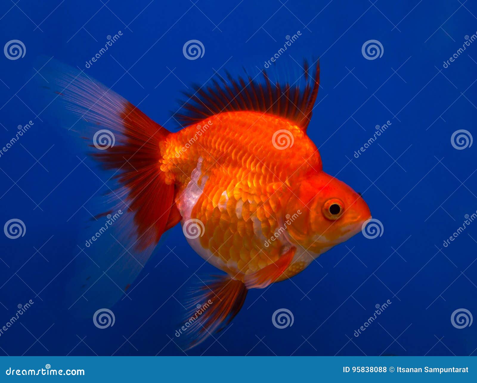 Goldfish With A Blue Background Stock Photo | CartoonDealer.com #15704286