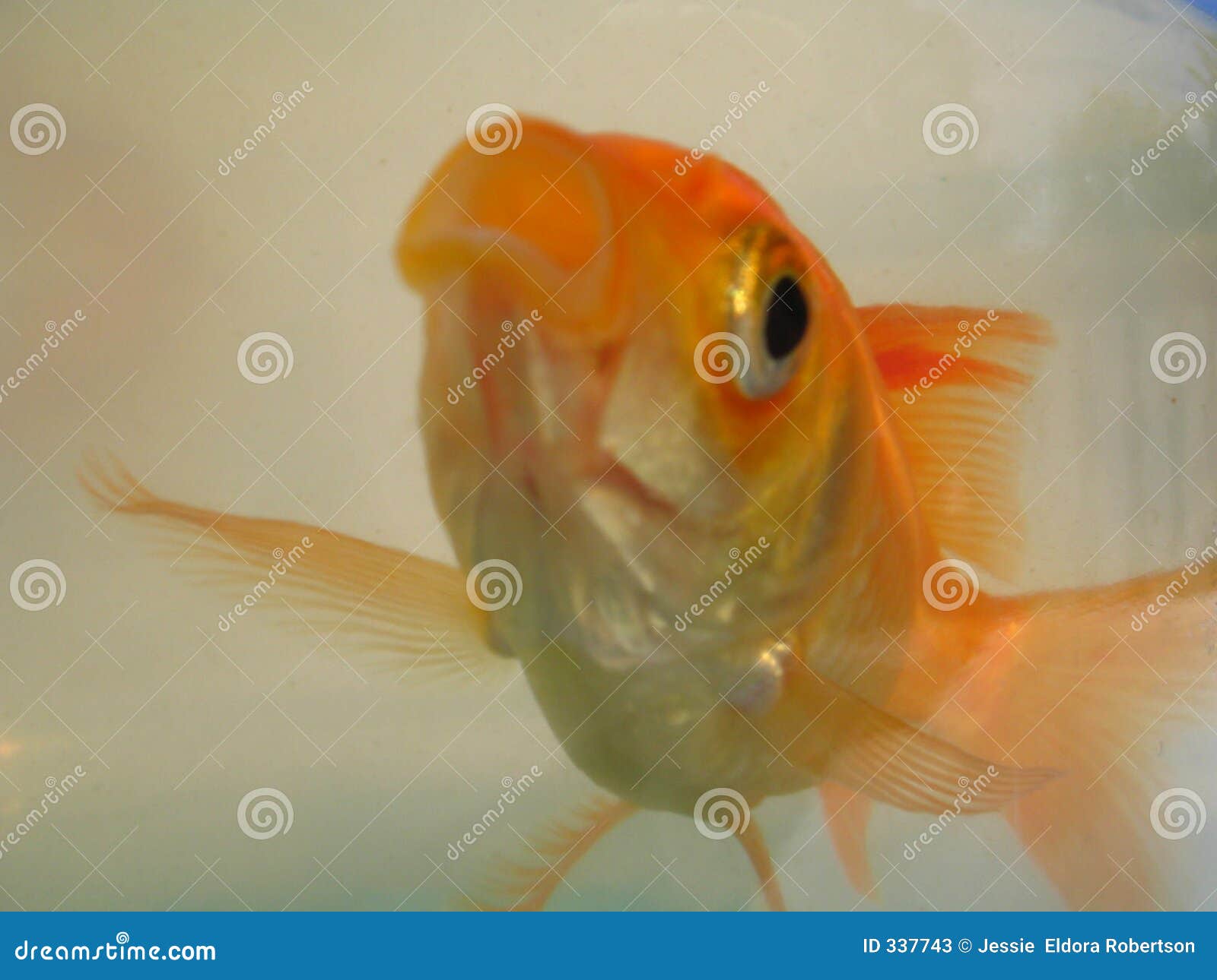 Goldfish blur stock image. Image of extreme, swimming, closeup - 337743