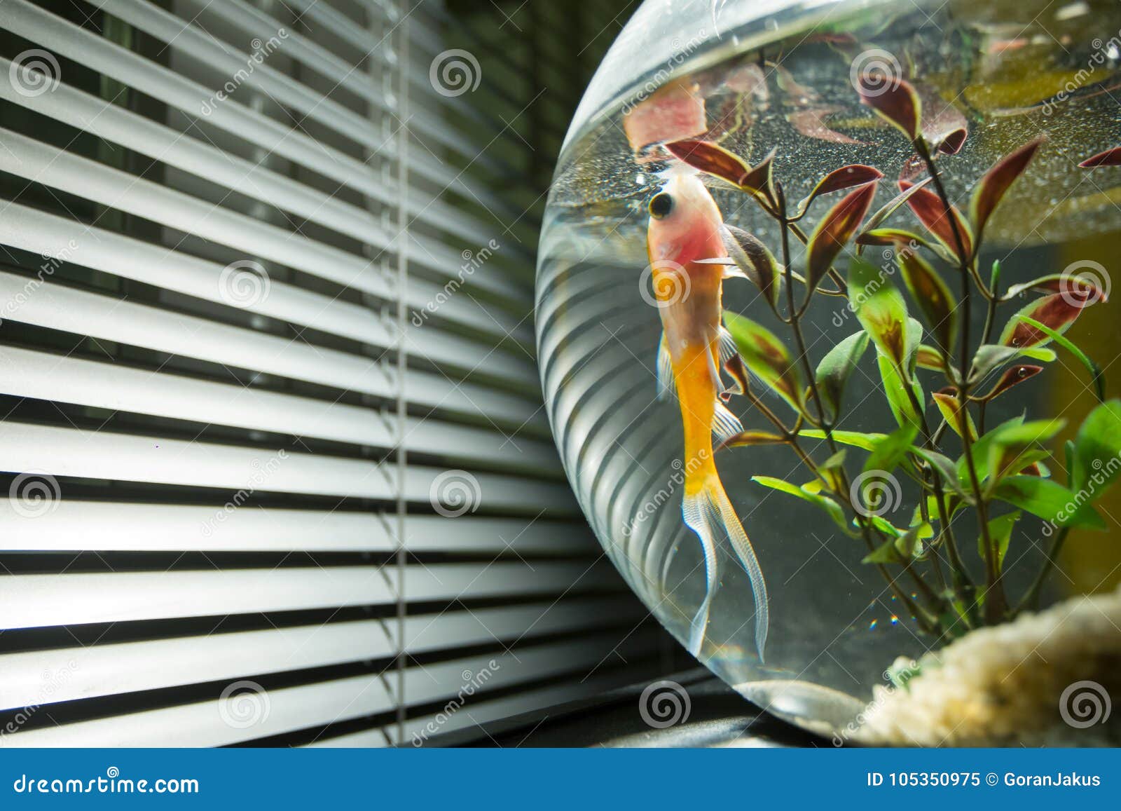 Goldfish in bowl stock image. Image of aquatic, orange - 105350975