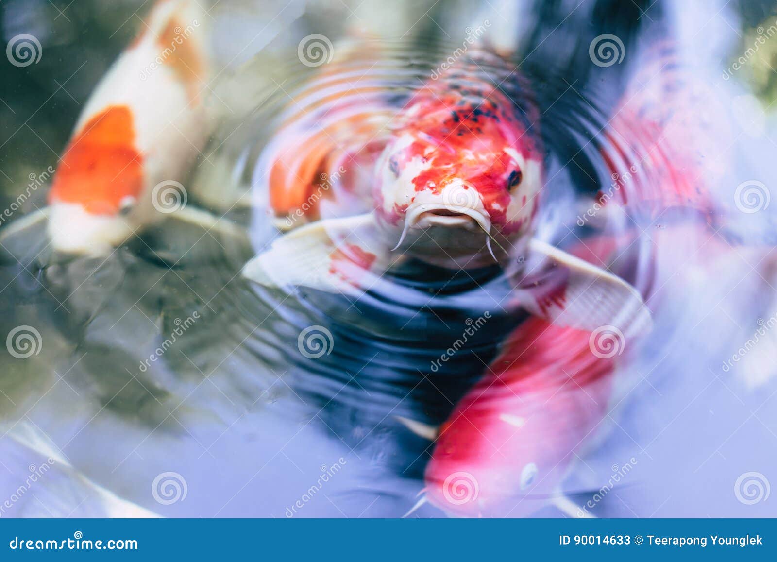 Goldfish Breathing Water Morning Stock Photos - Free & Royalty-Free ...