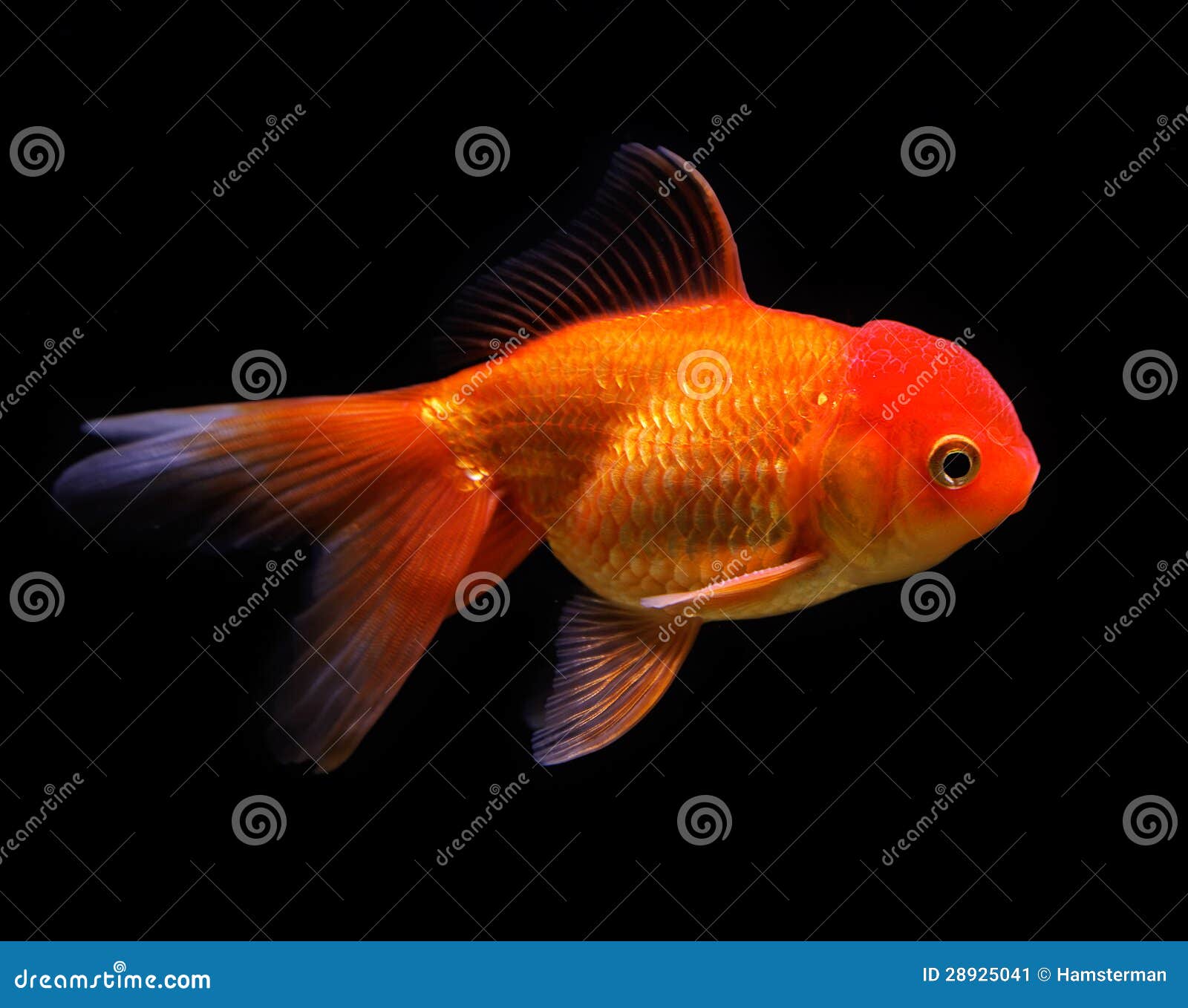 Goldfish (Carassius Auratus Auratus) Stock Image - Image of golden ...