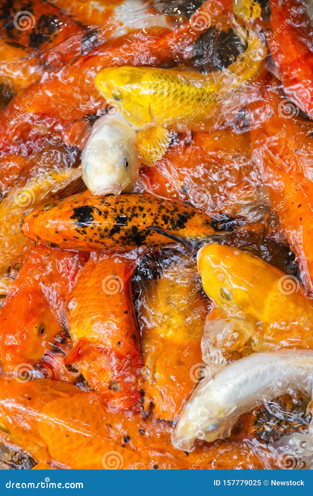 Goldfish Collection, Koi Carp Stock Image - Image of landscape ...