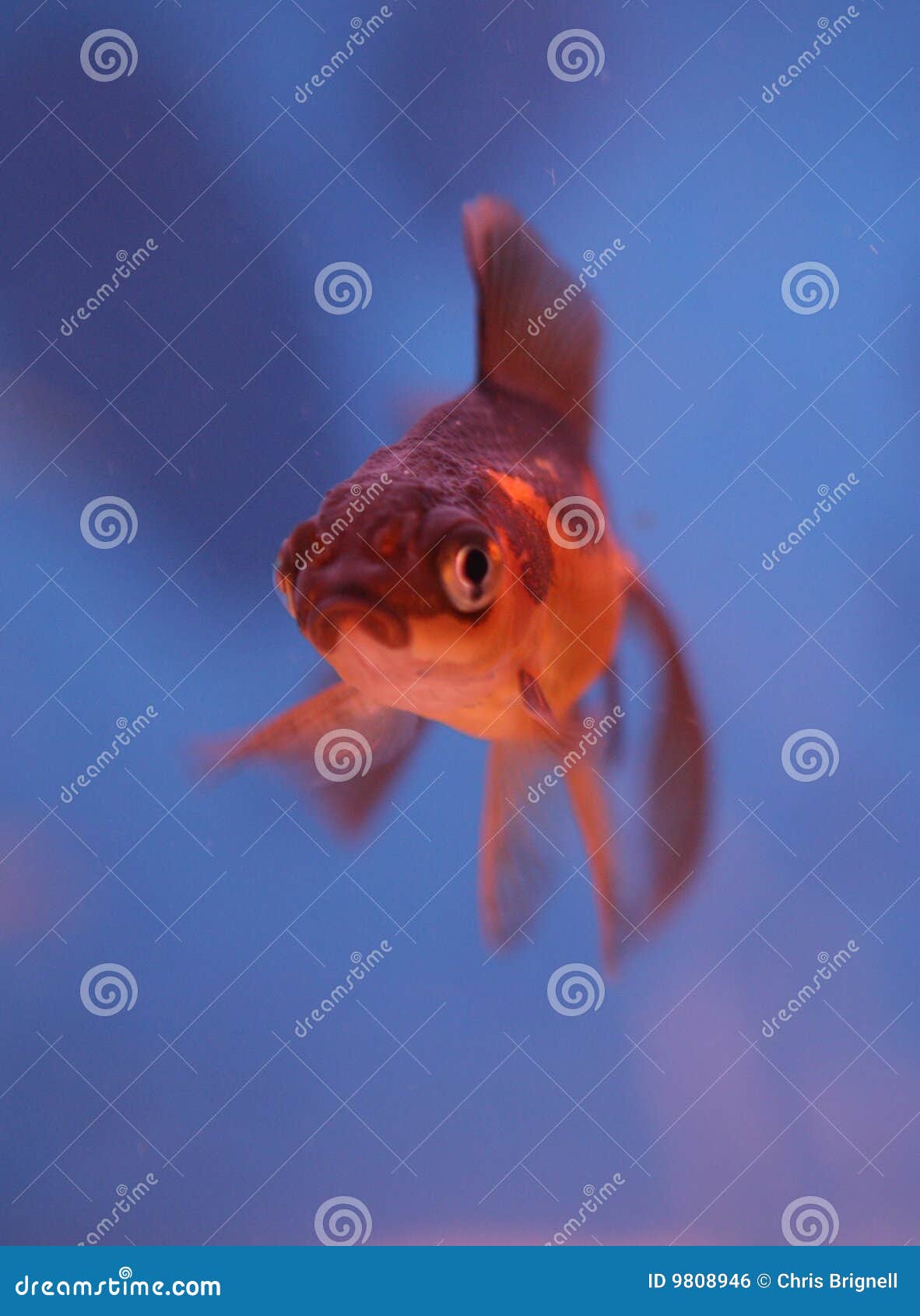 Goldfish de rose des vents photo stock. Image du arénacé - 9808946