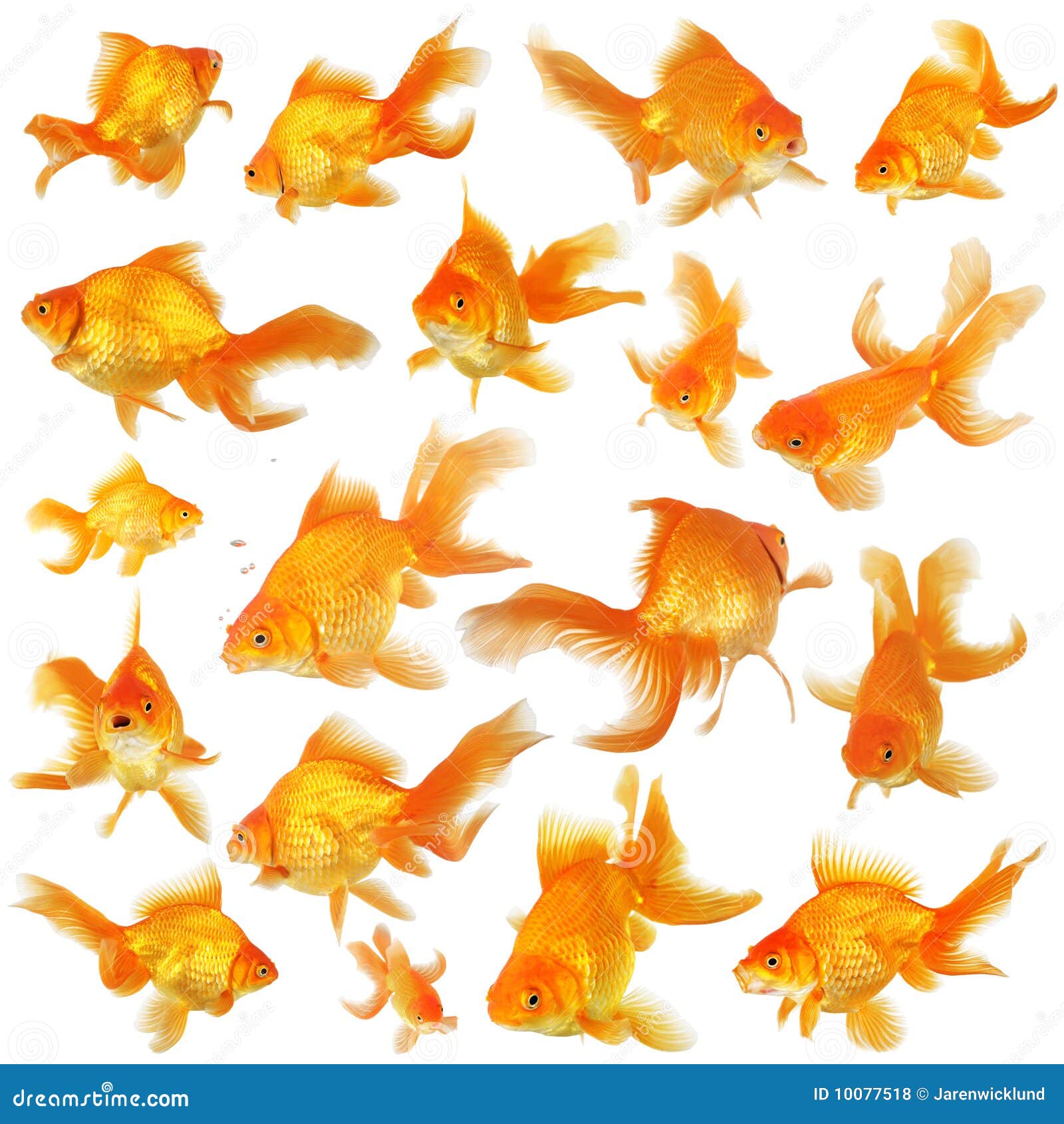 Goldfish De Rose Des Vents De Collage Photo stock - Image du poissons ...