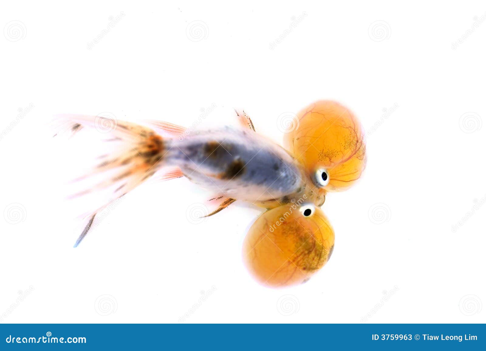 Goldfish Del Ojo De La Burbuja Imagen de archivo - Imagen de mascota ...