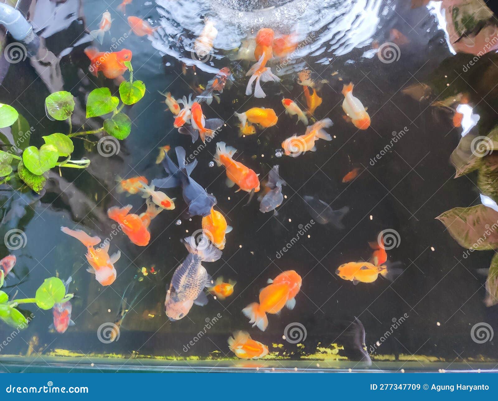 Goldfish Ecosystem in the Natural Healthy Pond Stock Image - Image of ...