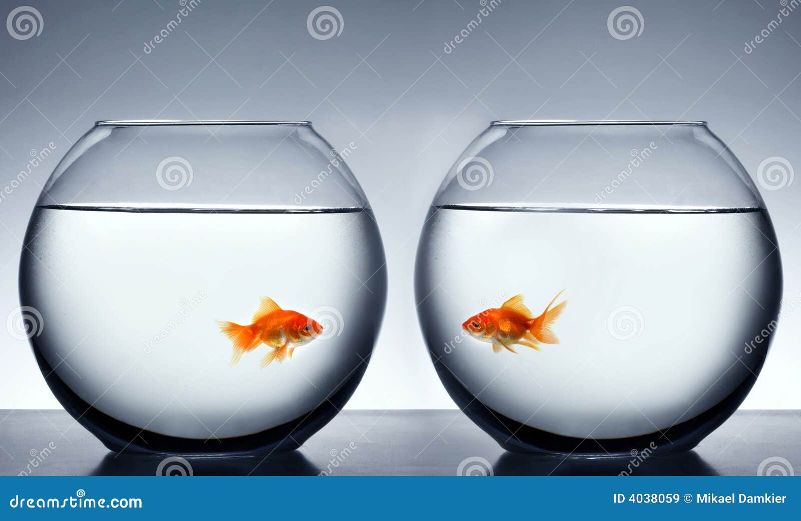 Goldfish falling in love stock image. Image of valentine - 4038059