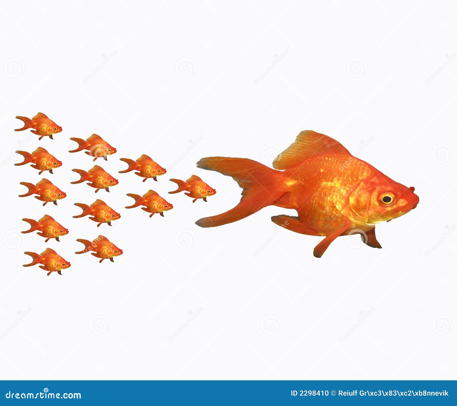 Goldfish family stock photo. Image of isoleted, aquarium - 2298410