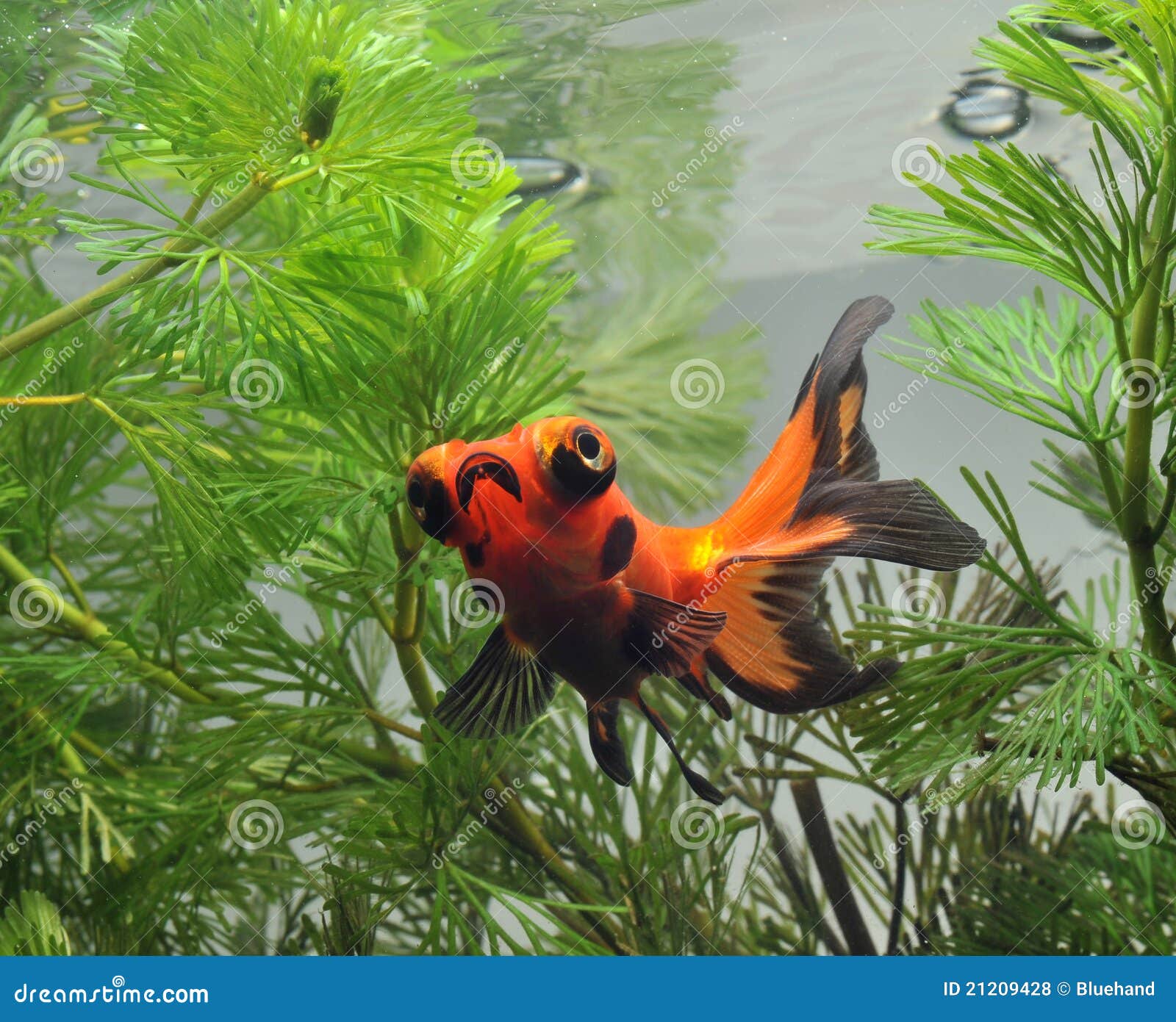 Goldfish in fishbowl stock photo. Image of golden, bowl - 21209428